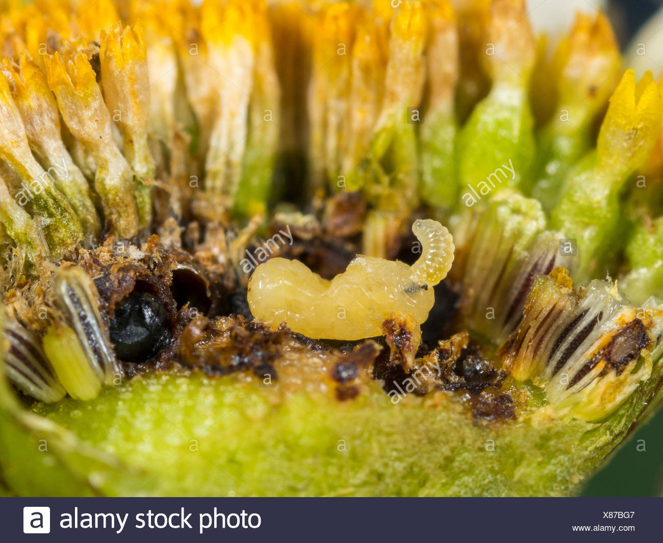 Braconid Wasps Braconidae Banque d'image et photos - Alamy