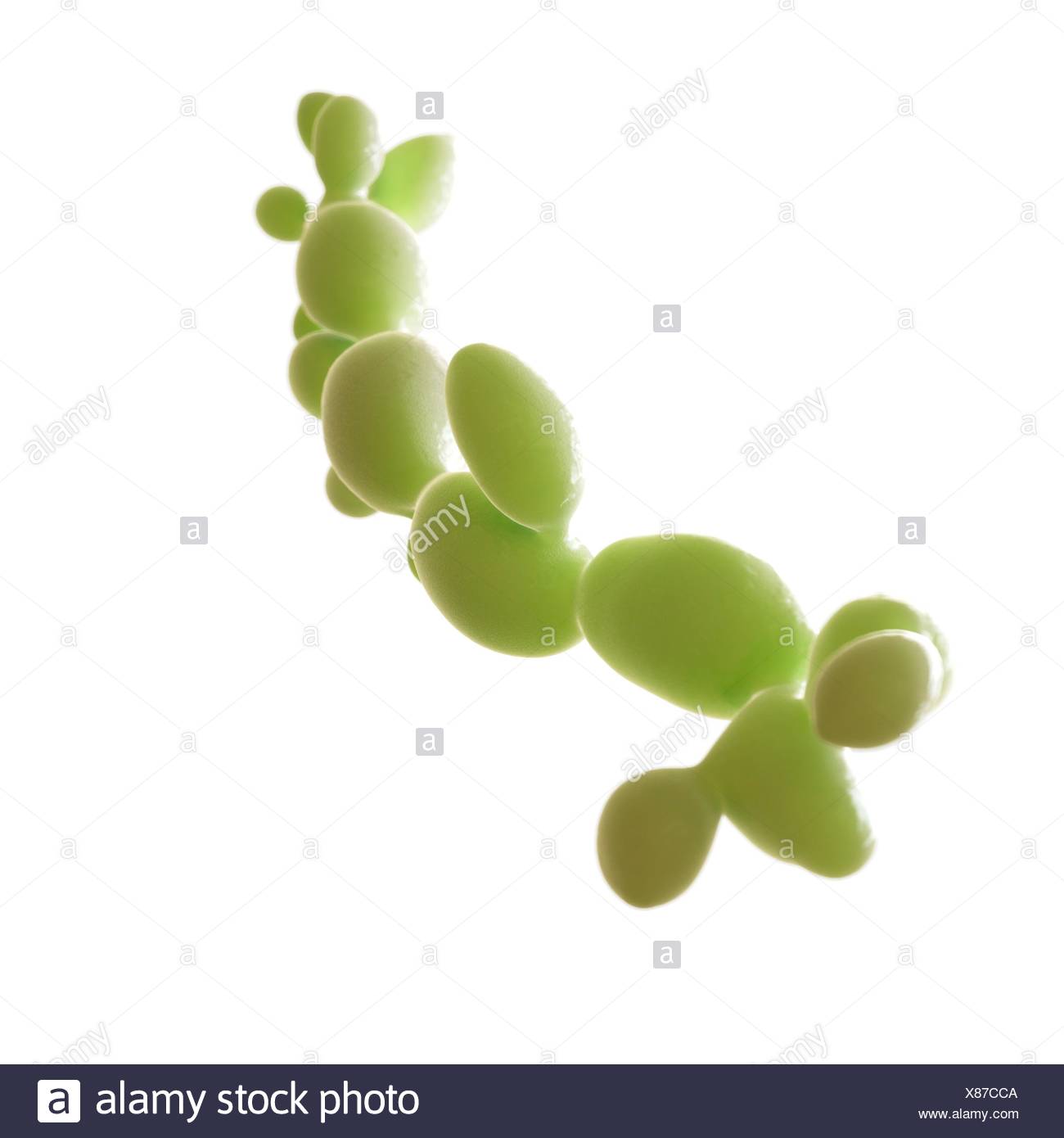 Candida Albicans Fungi Banque d'image et photos - Alamy