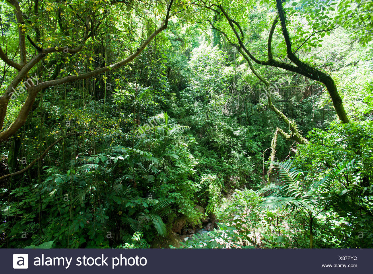 Guatemala Rain Forest Banque d'image et photos - Alamy
