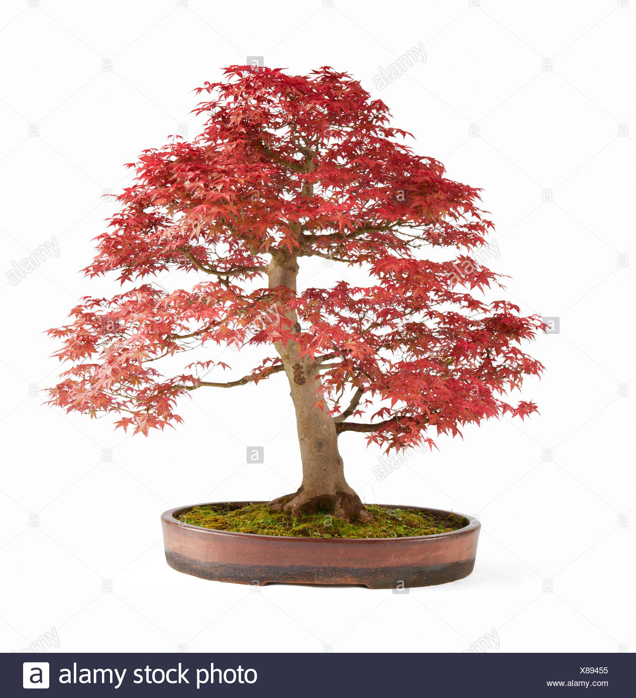 Acer Palmatum Bonsai Japanese Maple Banque d'image et photos - Alamy