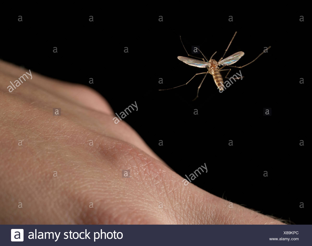 Bras Humain Banque d'image et photos - Alamy