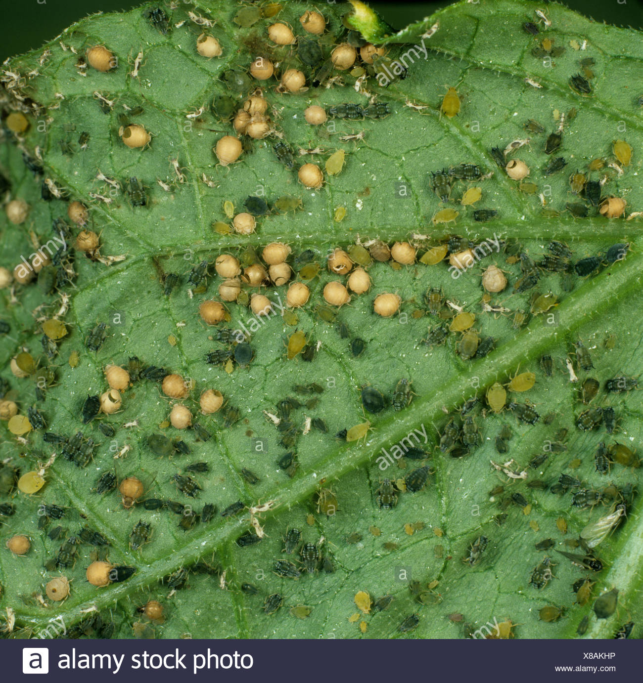 Momies De Pucerons Banque d'image et photos - Alamy
