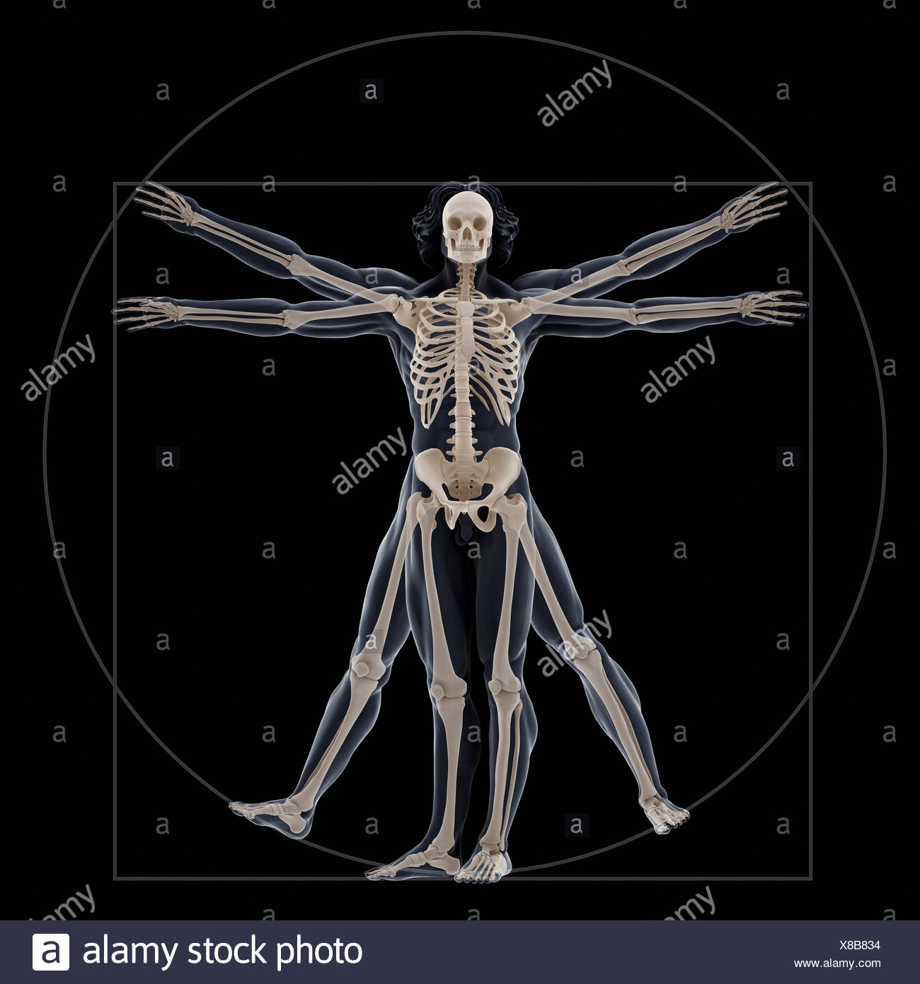 Vitruvian Man Skeleton Banque d'image et photos - Alamy