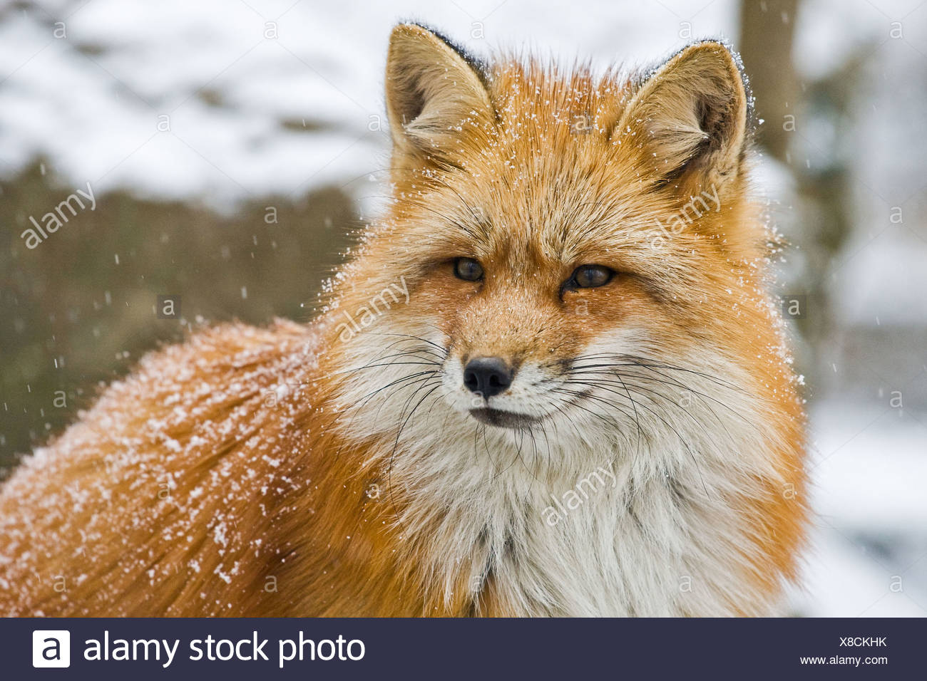 Portrait De Renard Roux Banque d'image et photos - Alamy