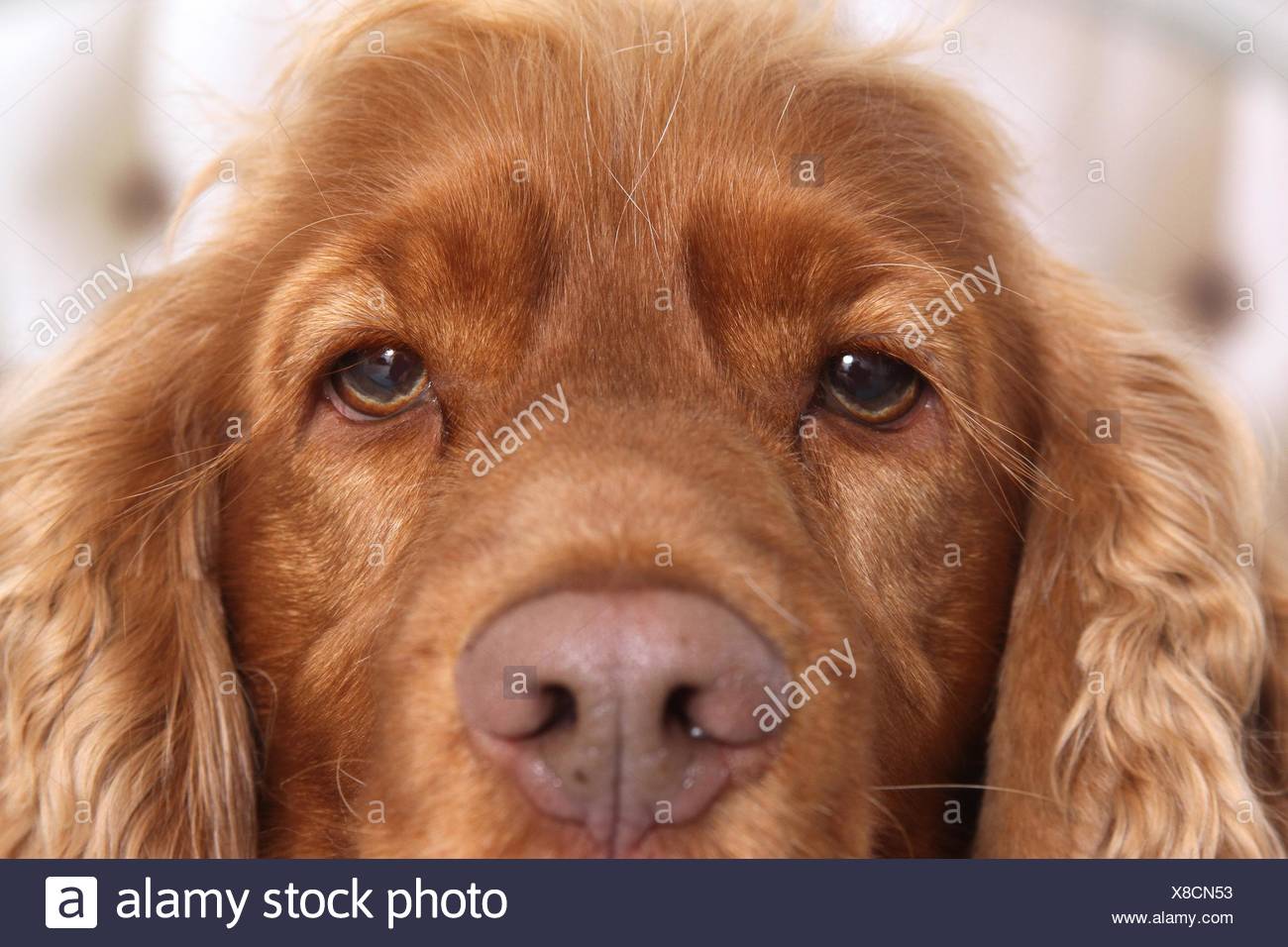 Spaniel Eyes Banque d'image et photos - Alamy