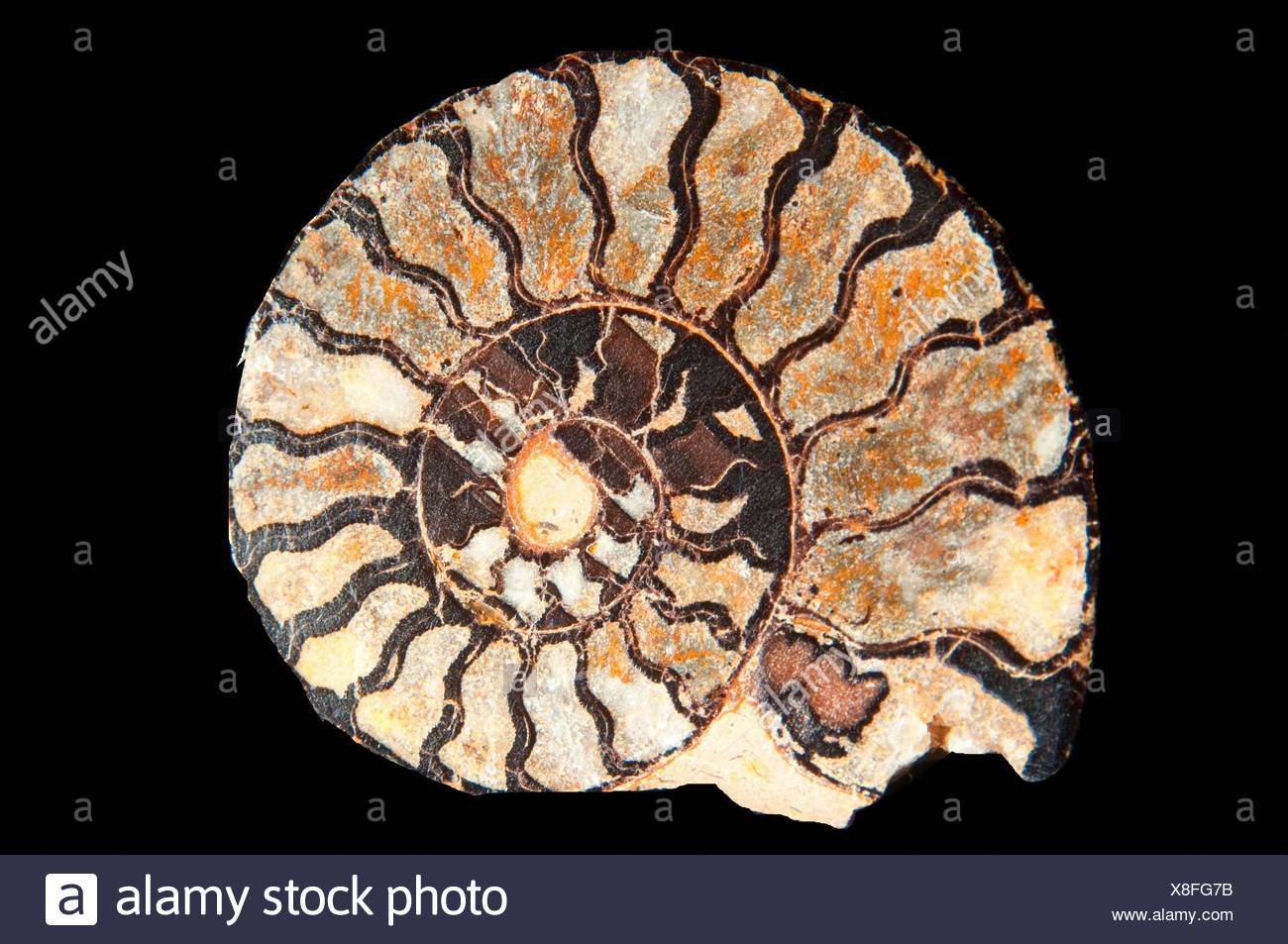 Escargot Fossile Banque d'image et photos - Alamy
