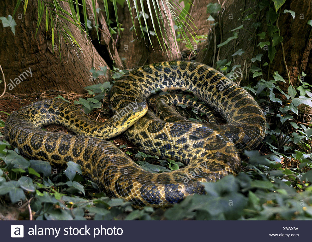 Anaconda Snake Photos & Anaconda Snake Images - Alamy