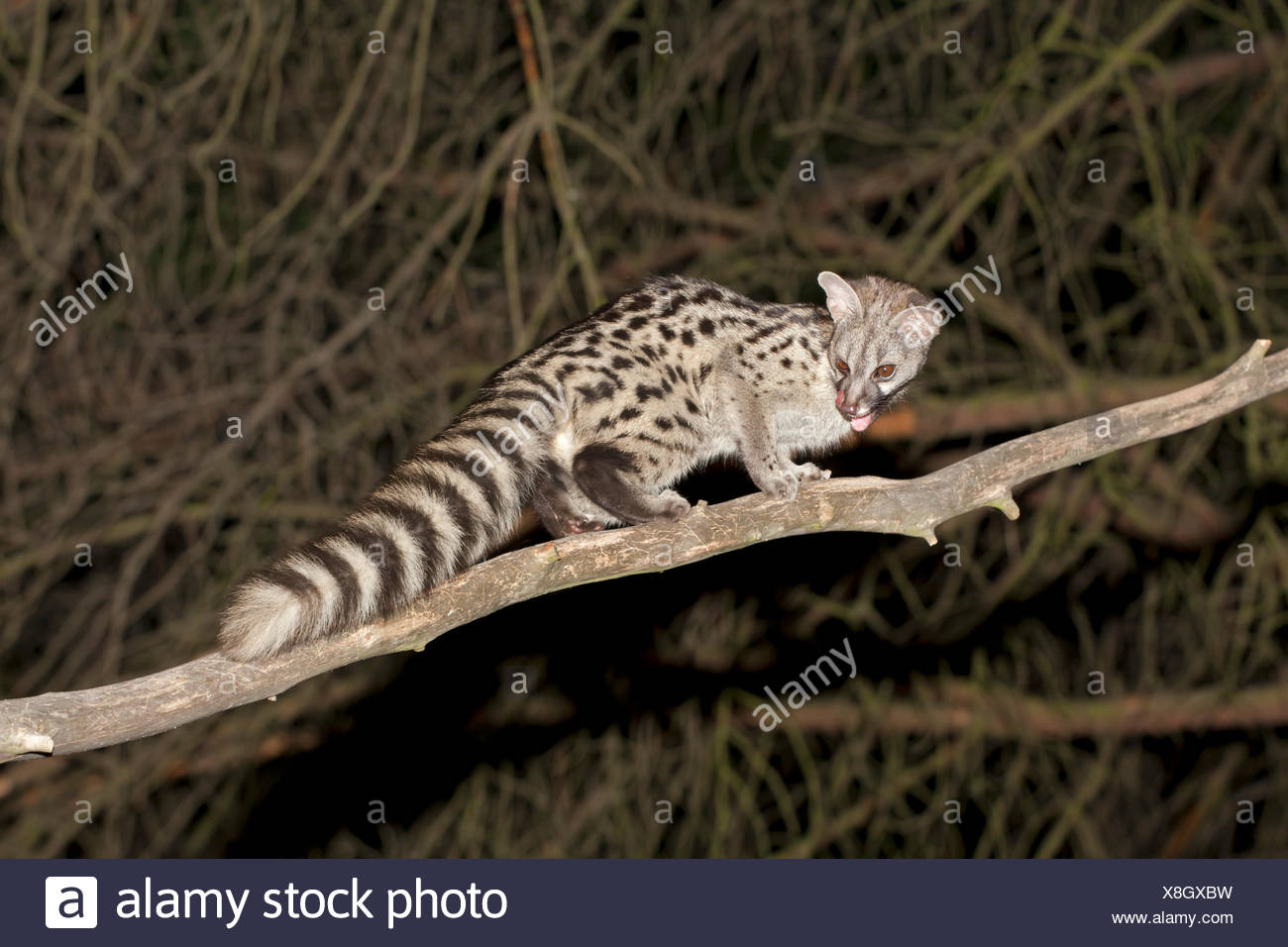 Genette Commune Banque d'image et photos - Alamy
