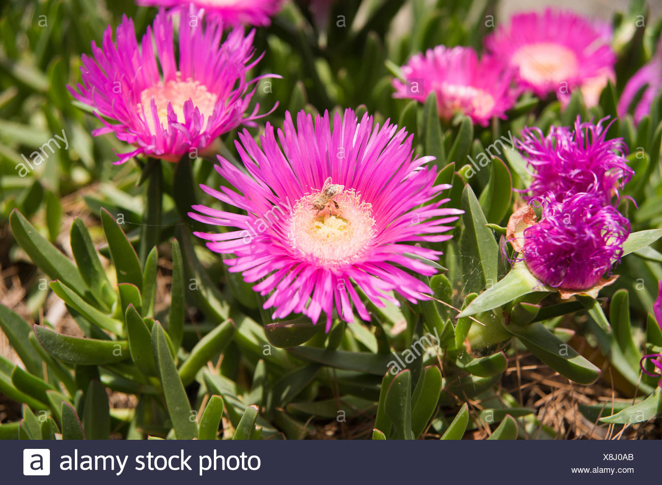 Dorotheanthus Bellidiformis Banque d'image et photos - Alamy