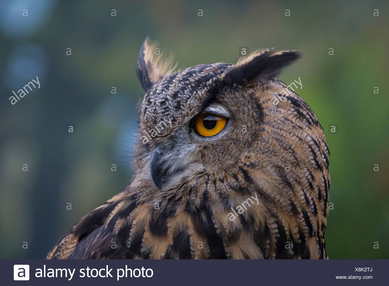 Oiseau De Proie Grand Hibou Banque d'image et photos - Alamy