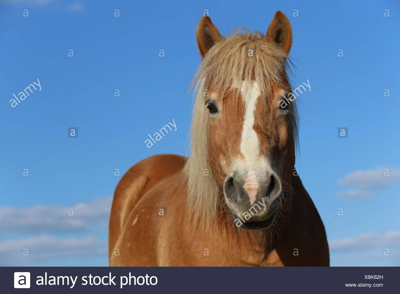 Haflinger Horses Banque d'image et photos - Alamy