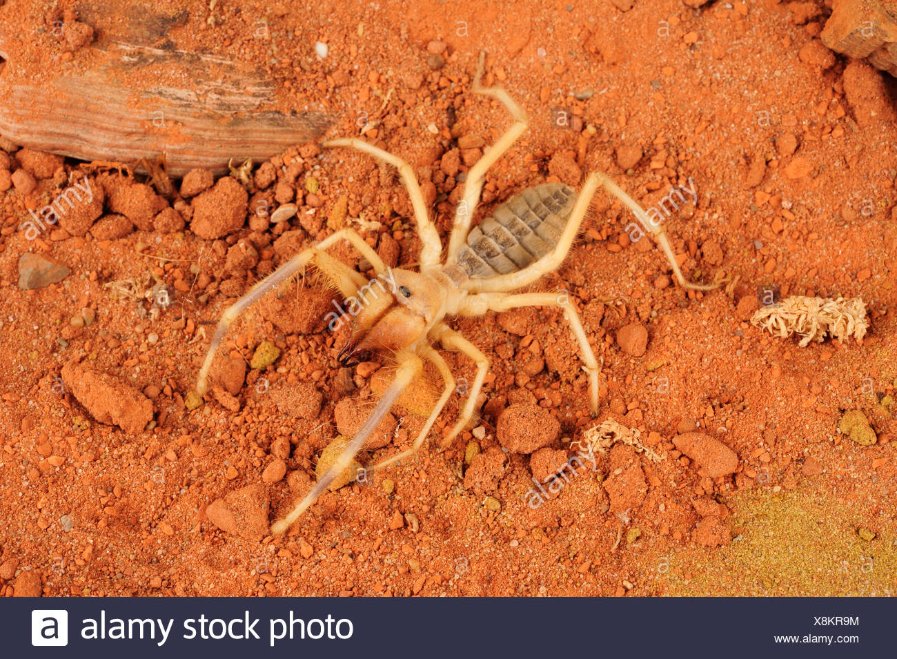 Camel Spider Galeodes Granti Banque d'image et photos - Alamy