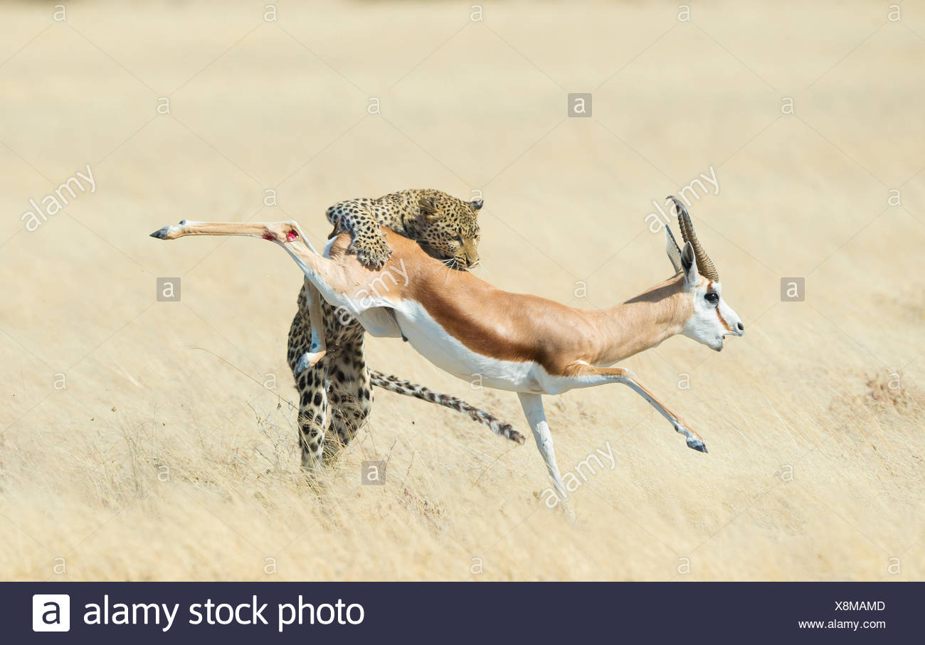 Leopard Legs Banque d'image et photos - Alamy