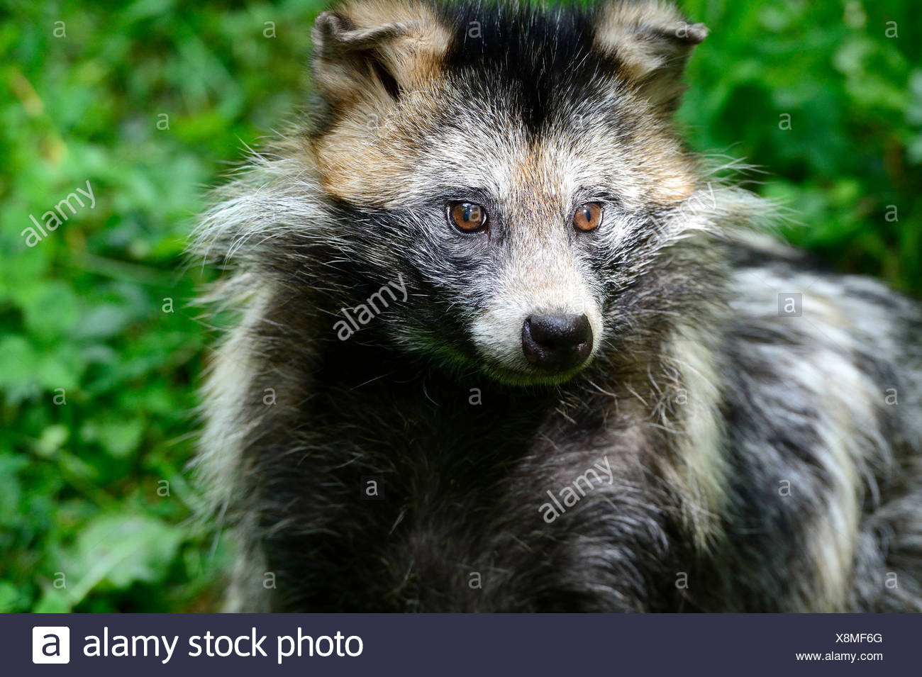 Enok Nyctereutes Procyonoides Banque d'image et photos - Alamy