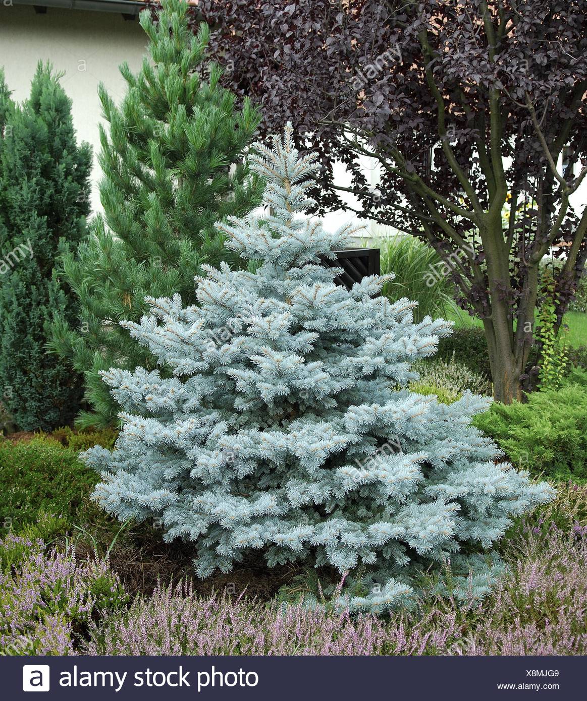 Blue Spruce Picea Pungens Banque d'image et photos - Alamy