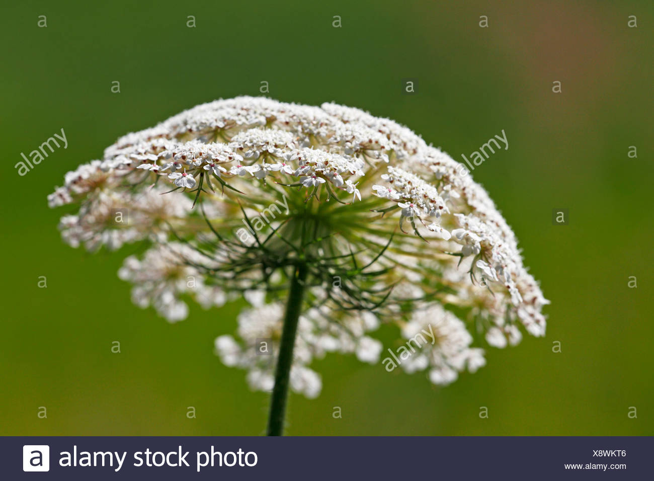 Head Inflorescence Photos & Head Inflorescence Images - Alamy