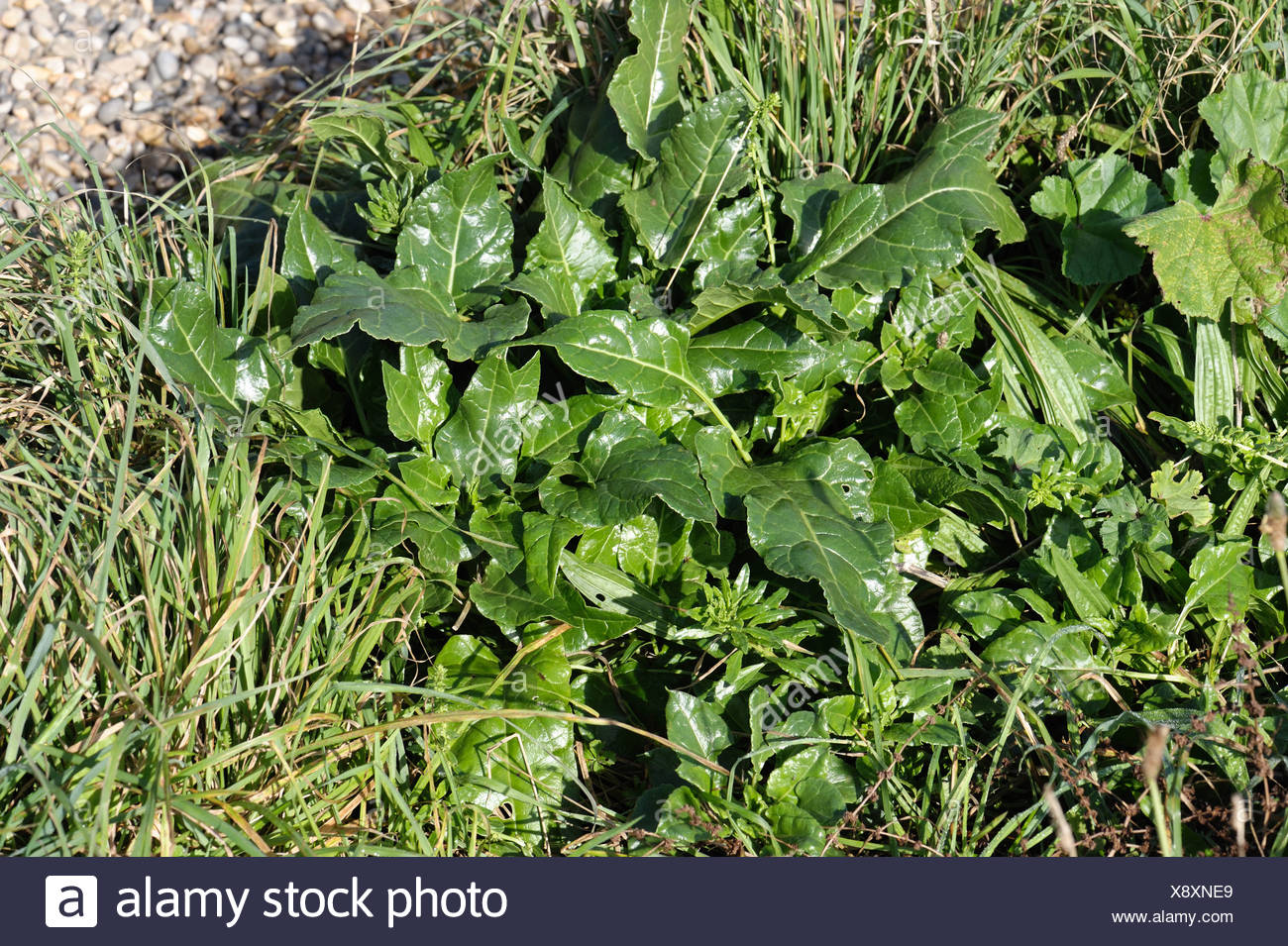 Beta Maritima Banque d'image et photos - Alamy