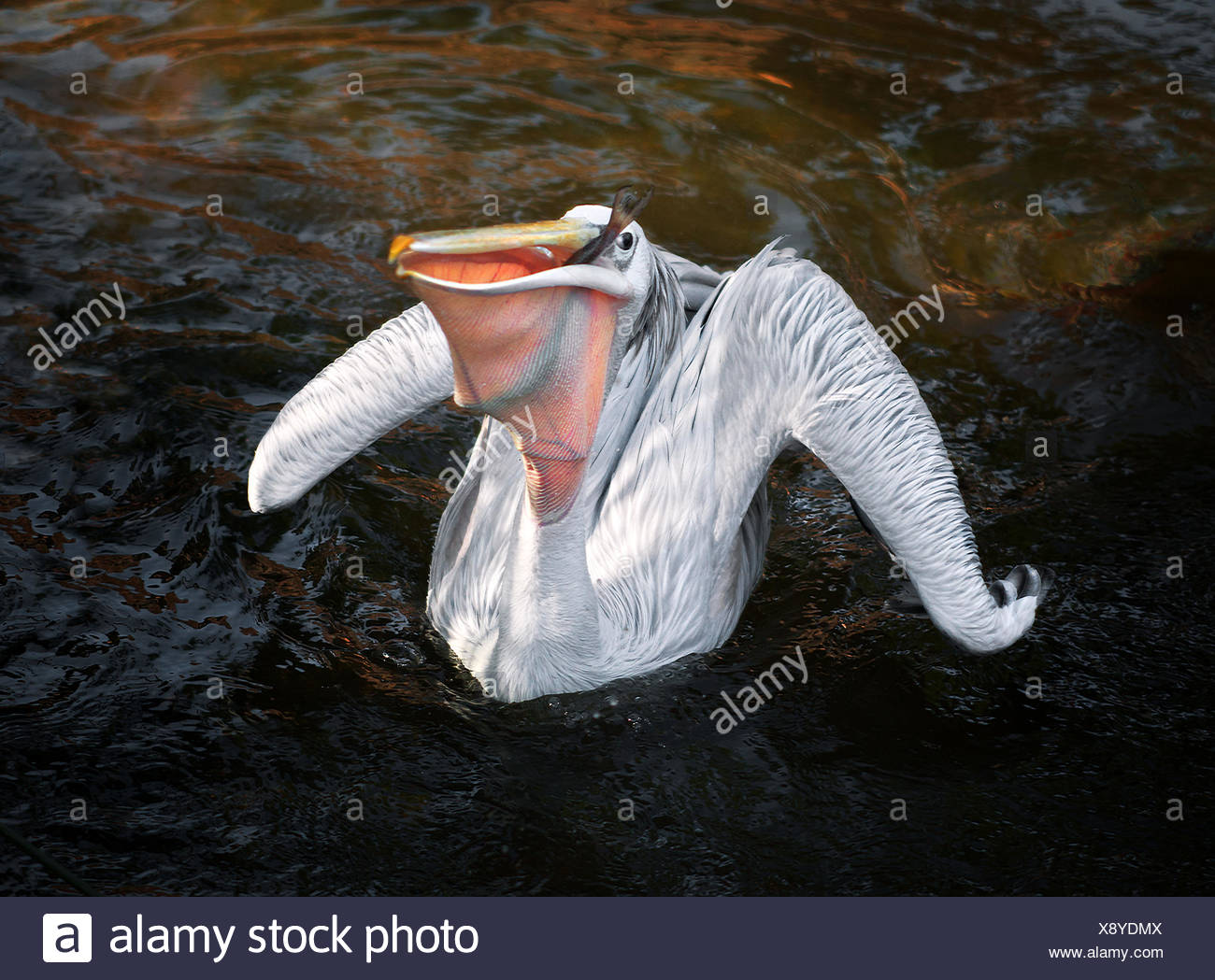 Poisson Dans Son Bec Banque d'image et photos - Alamy