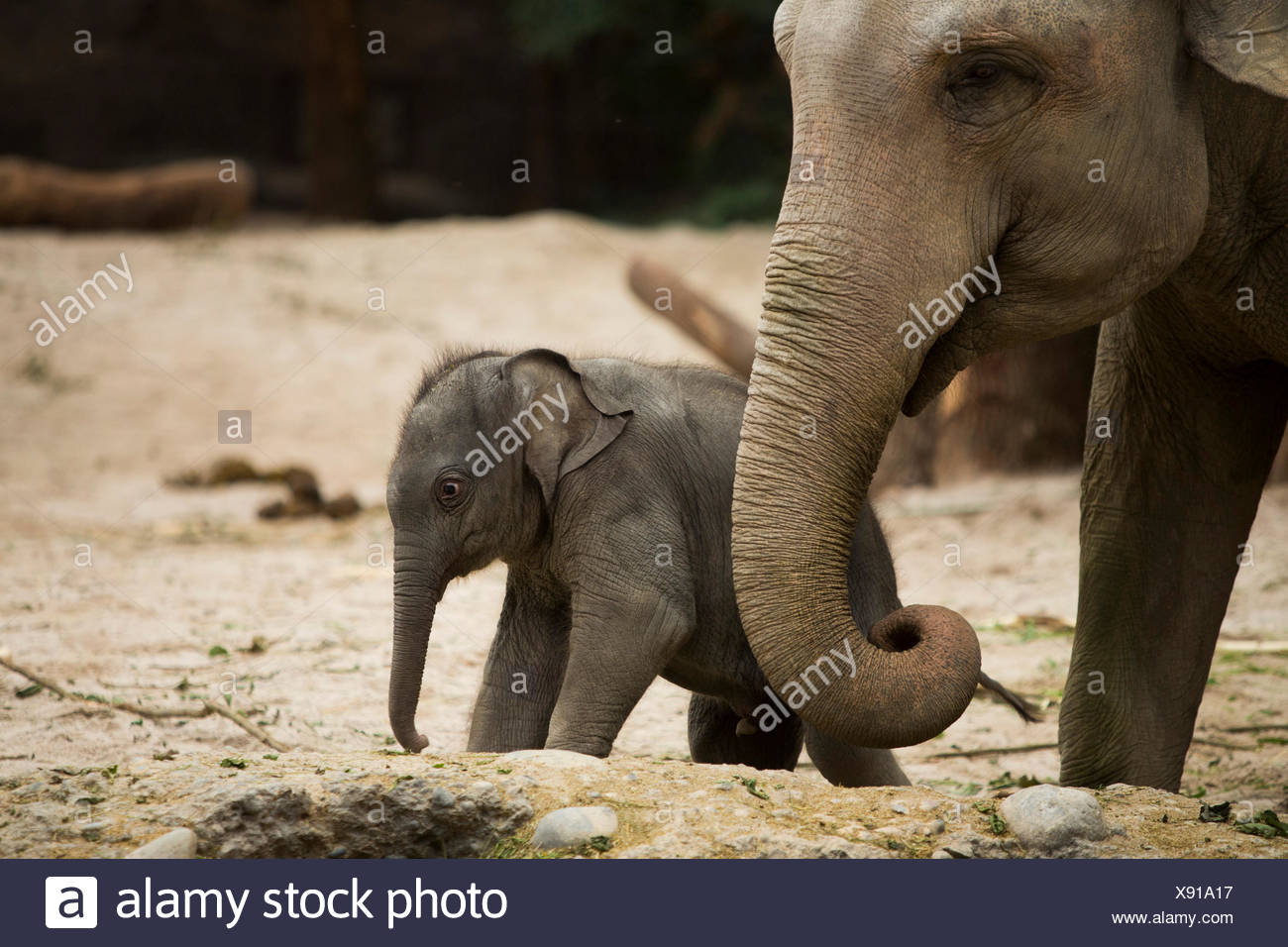 Zoo Zurich Banque d'image et photos - Alamy
