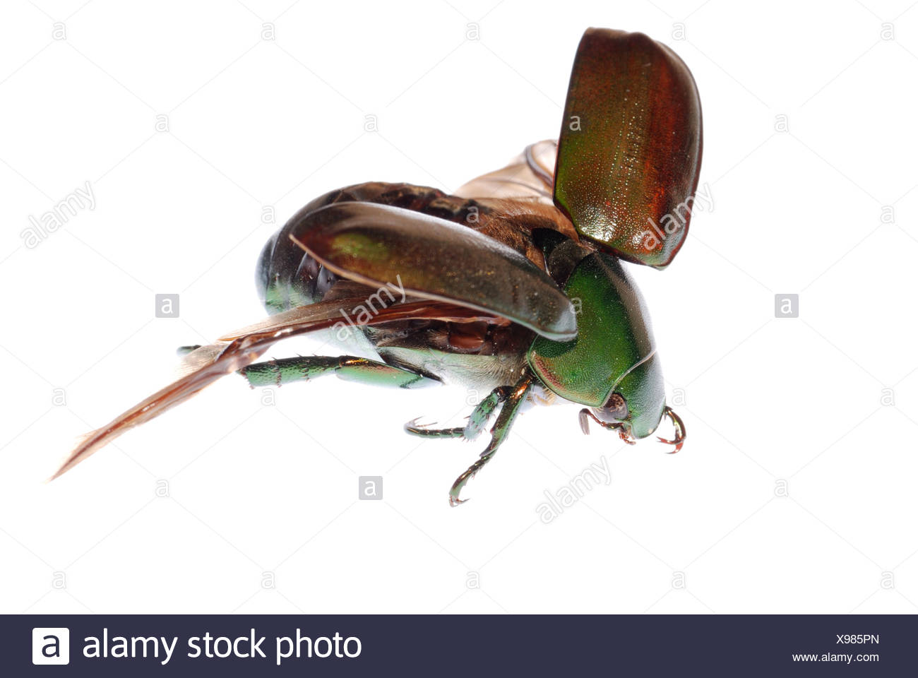 Green Scarab Beetle Banque d'image et photos - Alamy
