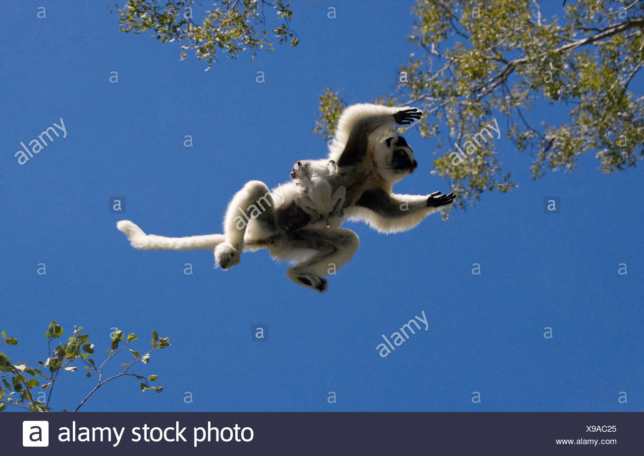 Propithecus Verreauxi Banque d'image et photos - Alamy