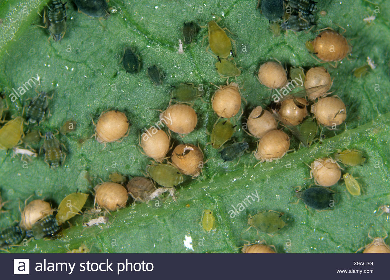 Momies De Pucerons Banque d'image et photos - Alamy