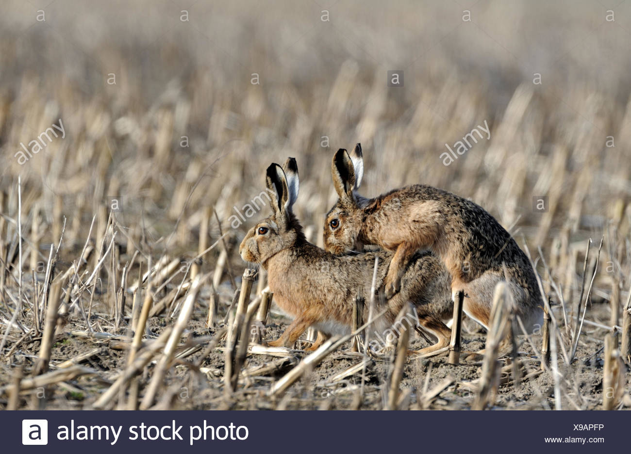 Accouplement Des Animaux Banque d'image et photos - Alamy