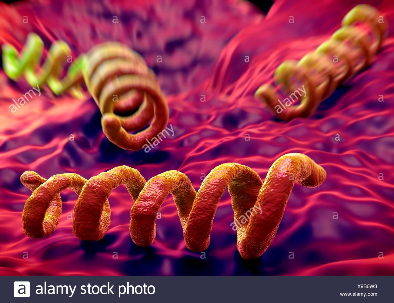 Syphilis Bacteria Banque d'image et photos - Alamy