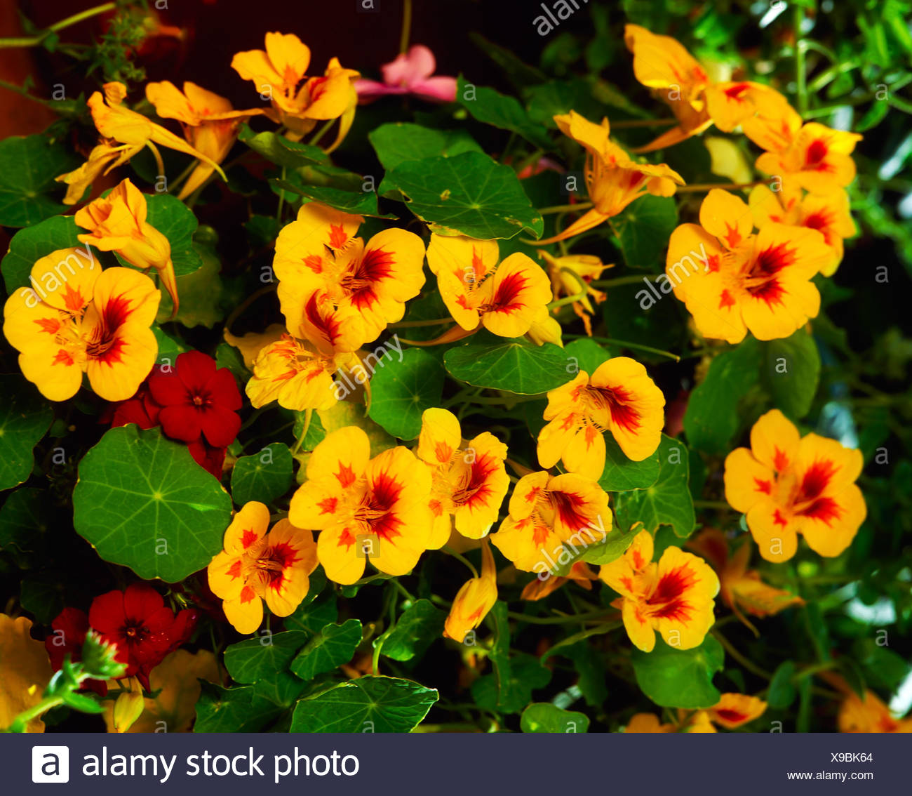 Feuilles De Capucines Banque d'image et photos - Alamy