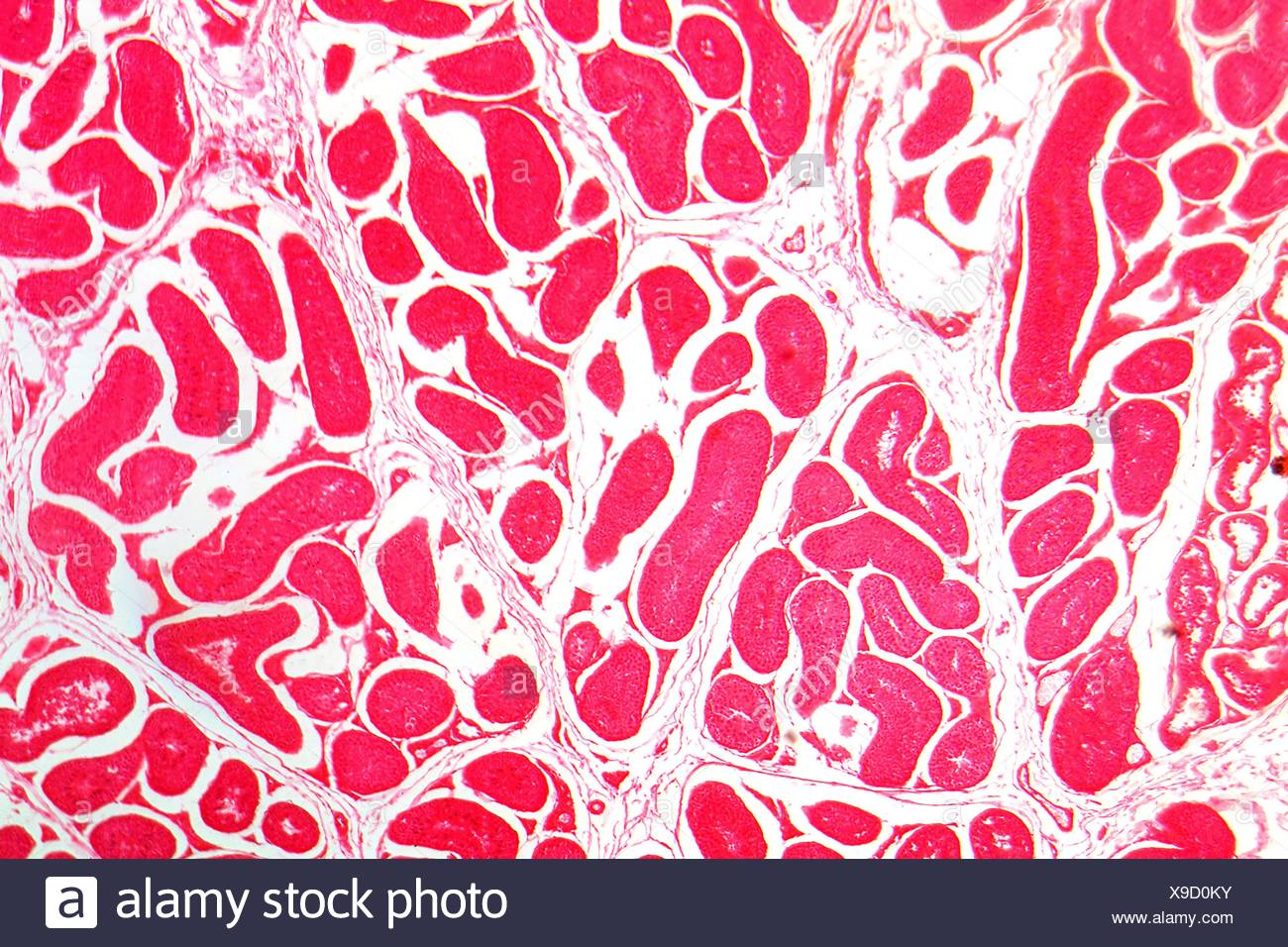 Testicule Humain Banque d'image et photos - Alamy