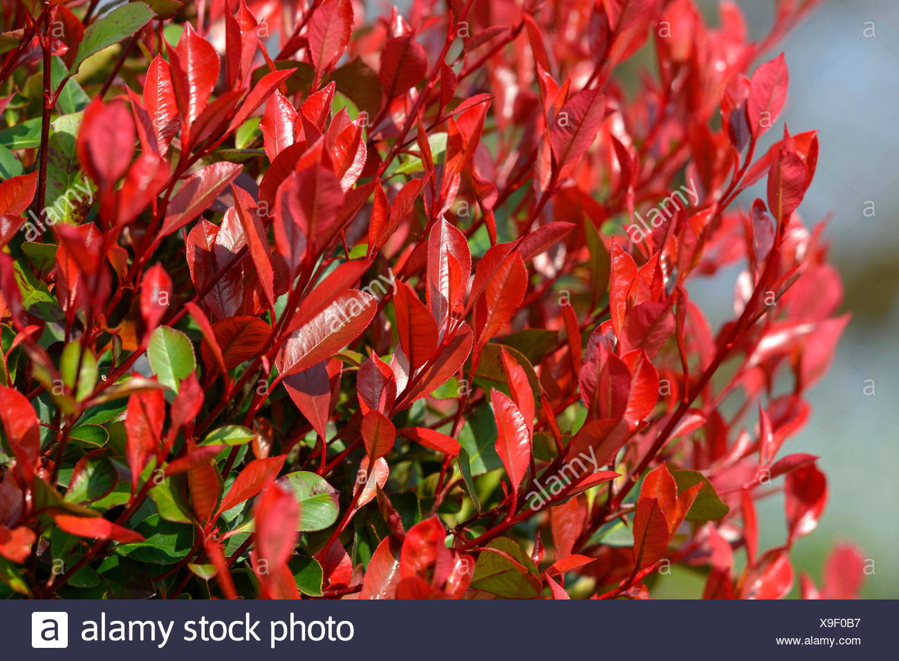 Pousse Pousse Rouge Banque d'image et photos - Alamy