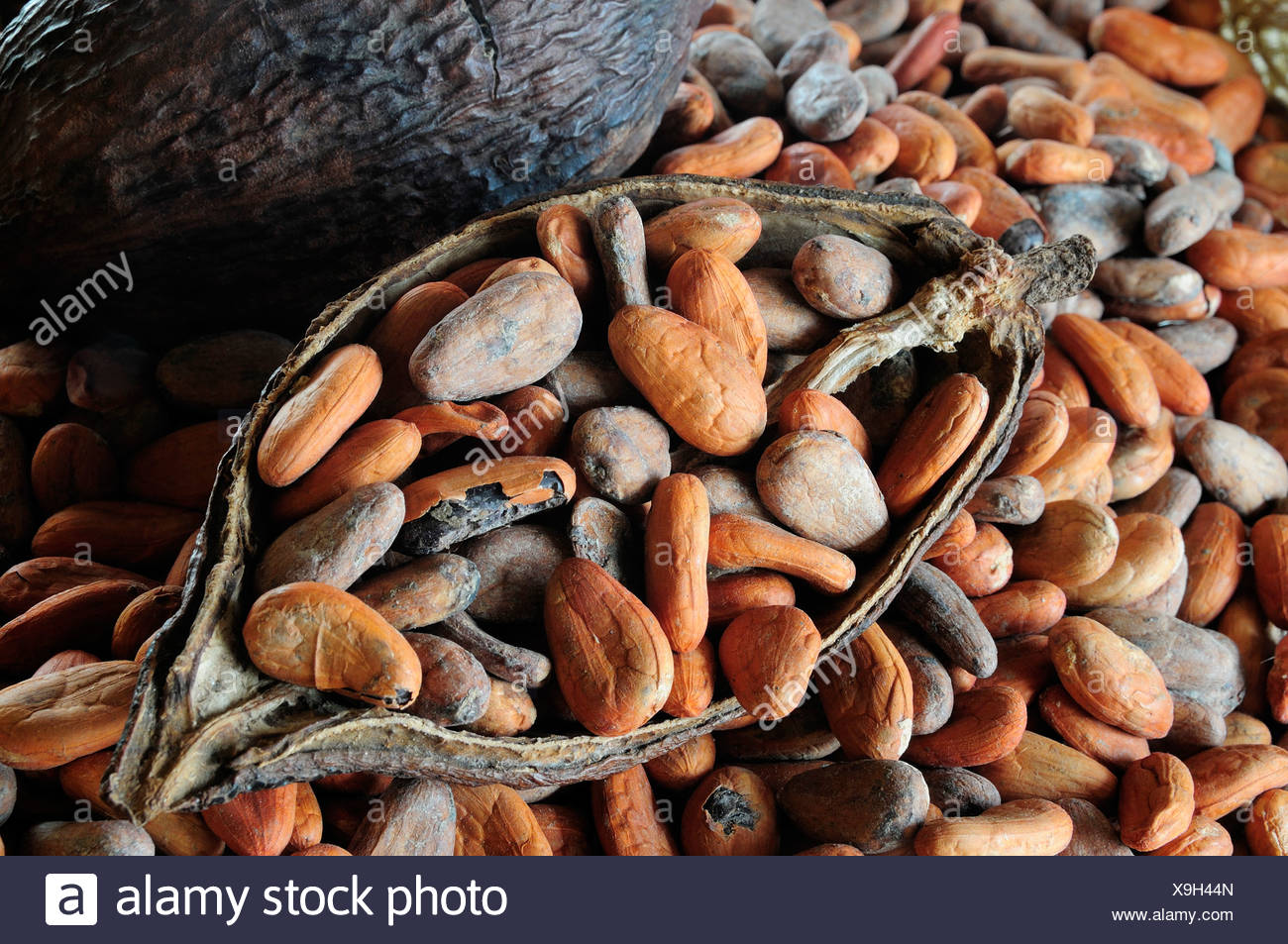Chocolate Nut Tree Theobroma Cacao Banque d'image et photos - Alamy