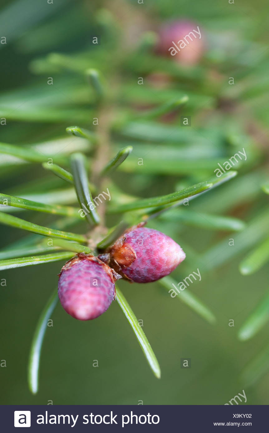 Fleur De Pin Rouge Banque d'image et photos - Alamy