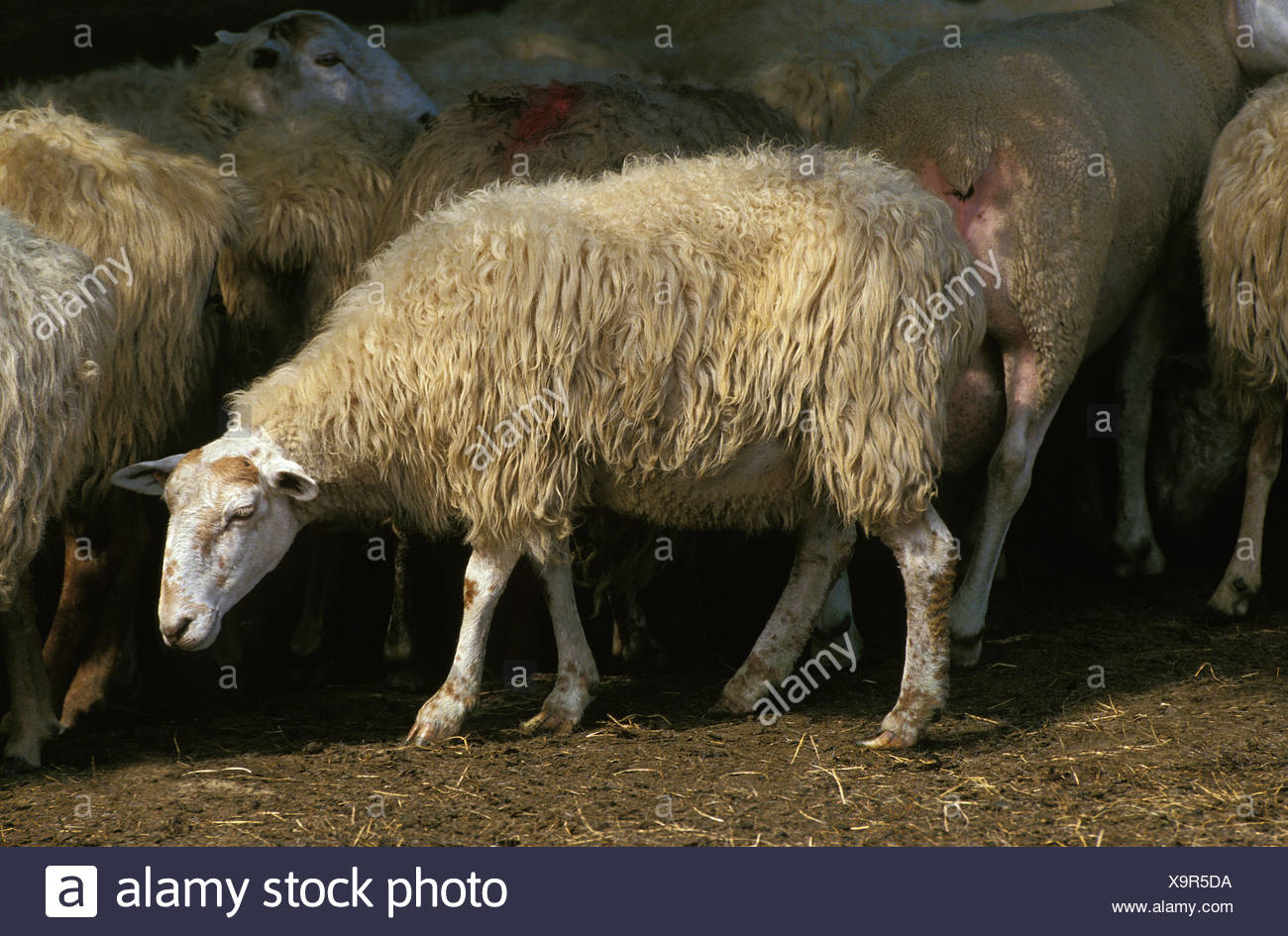 Manech A Tete Noire Or Black Head Manech Sheep Banque d'image et photos ...