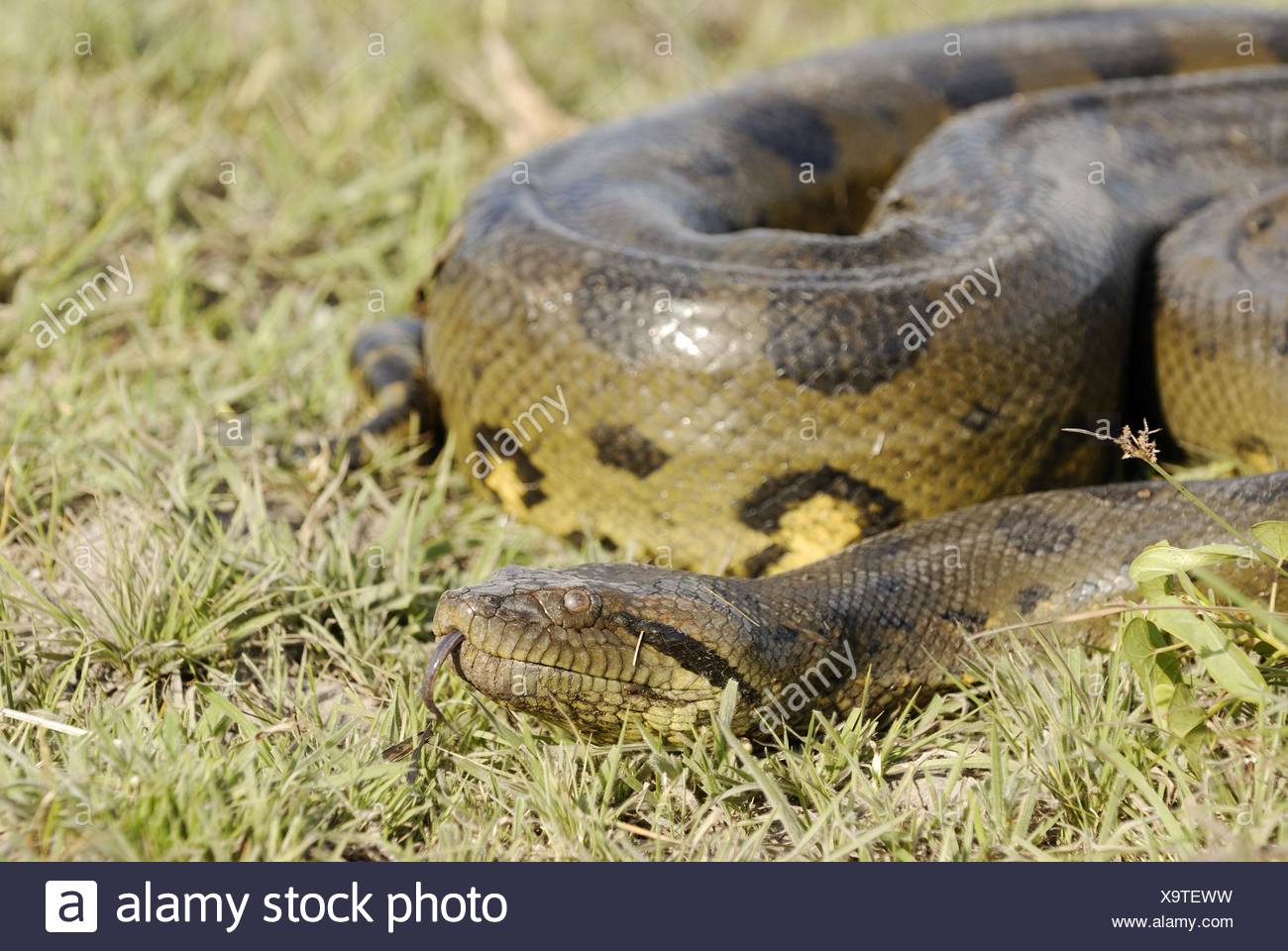 Un Anaconda Vert Eunectes Murinus Banque d'image et photos - Alamy