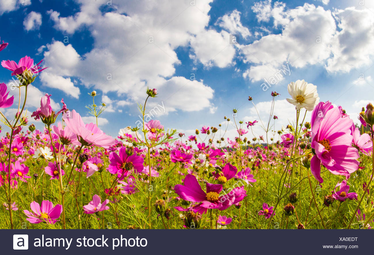 Champ De Fleurs Bleues Banque d'image et photos - Alamy