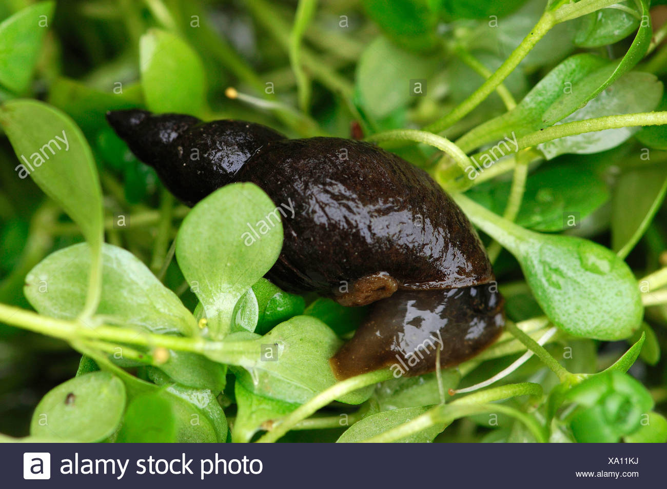 Escargot Nain Banque d'image et photos - Alamy