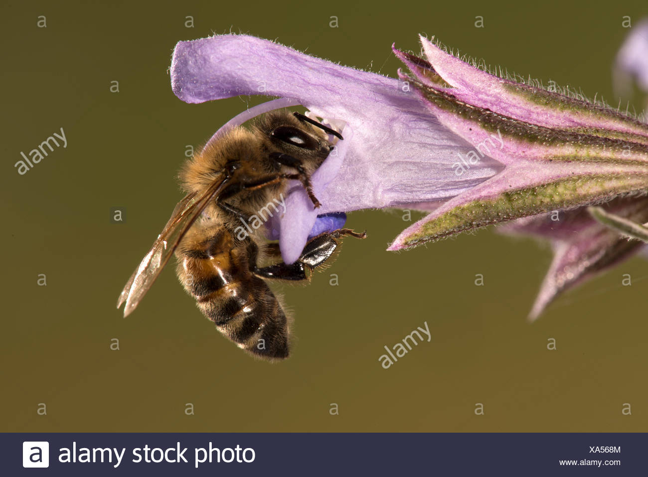 Nectar D'abeilles Banque d'image et photos - Alamy