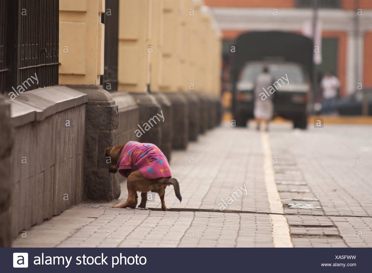 Animal Defecating Banque d'image et photos - Alamy