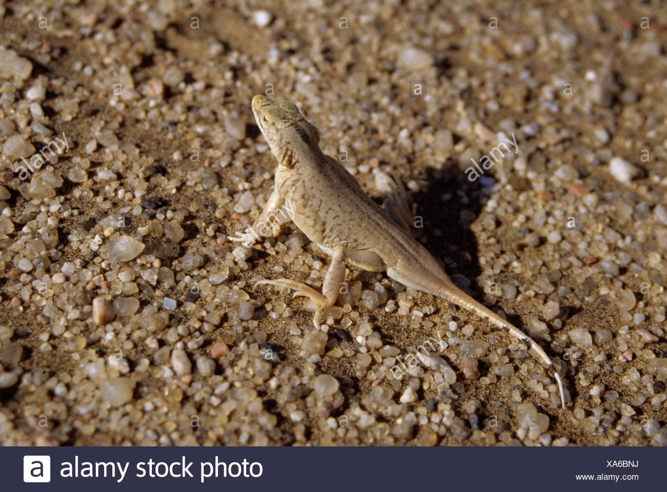 Animal Animals Desert Lizard Namibia Reptile Reptiles Sand Diving ...
