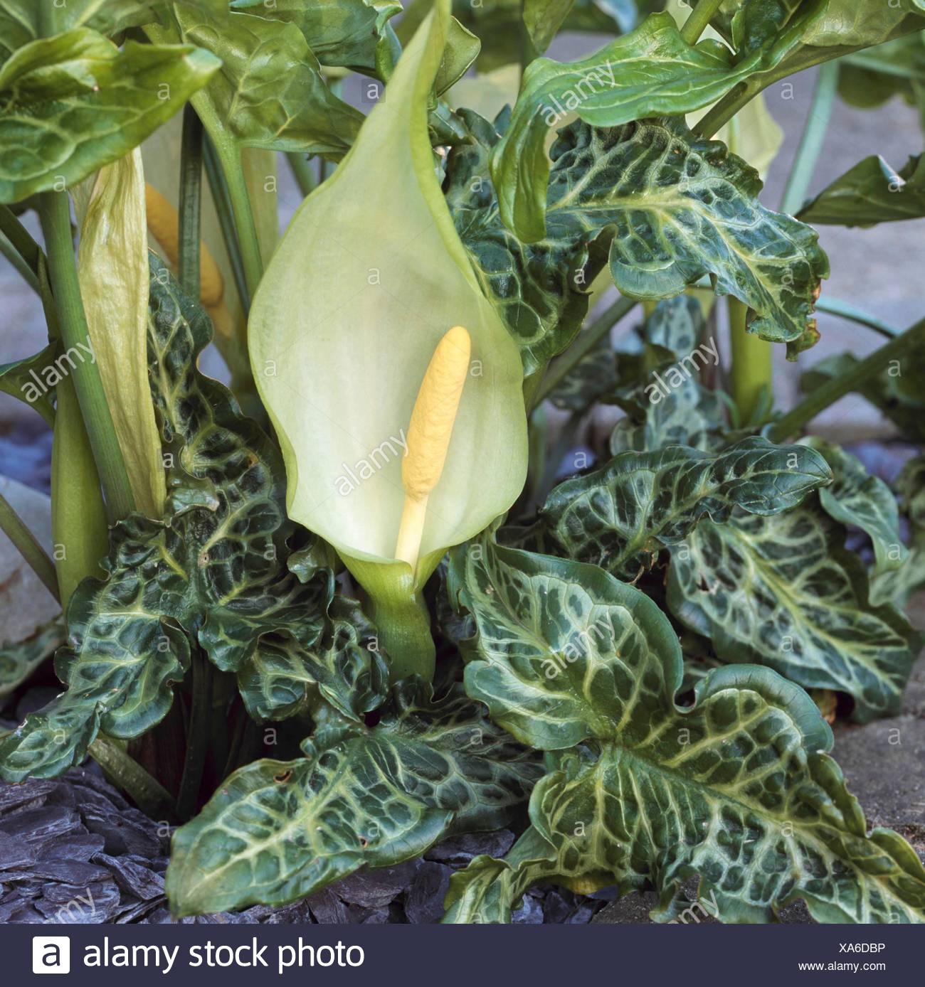 Arum Italicum Pictum Banque d'image et photos - Alamy