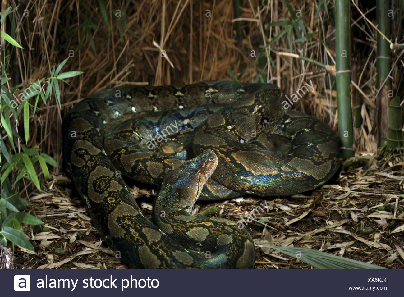 Python Python Reticulatus Banque d'image et photos - Alamy