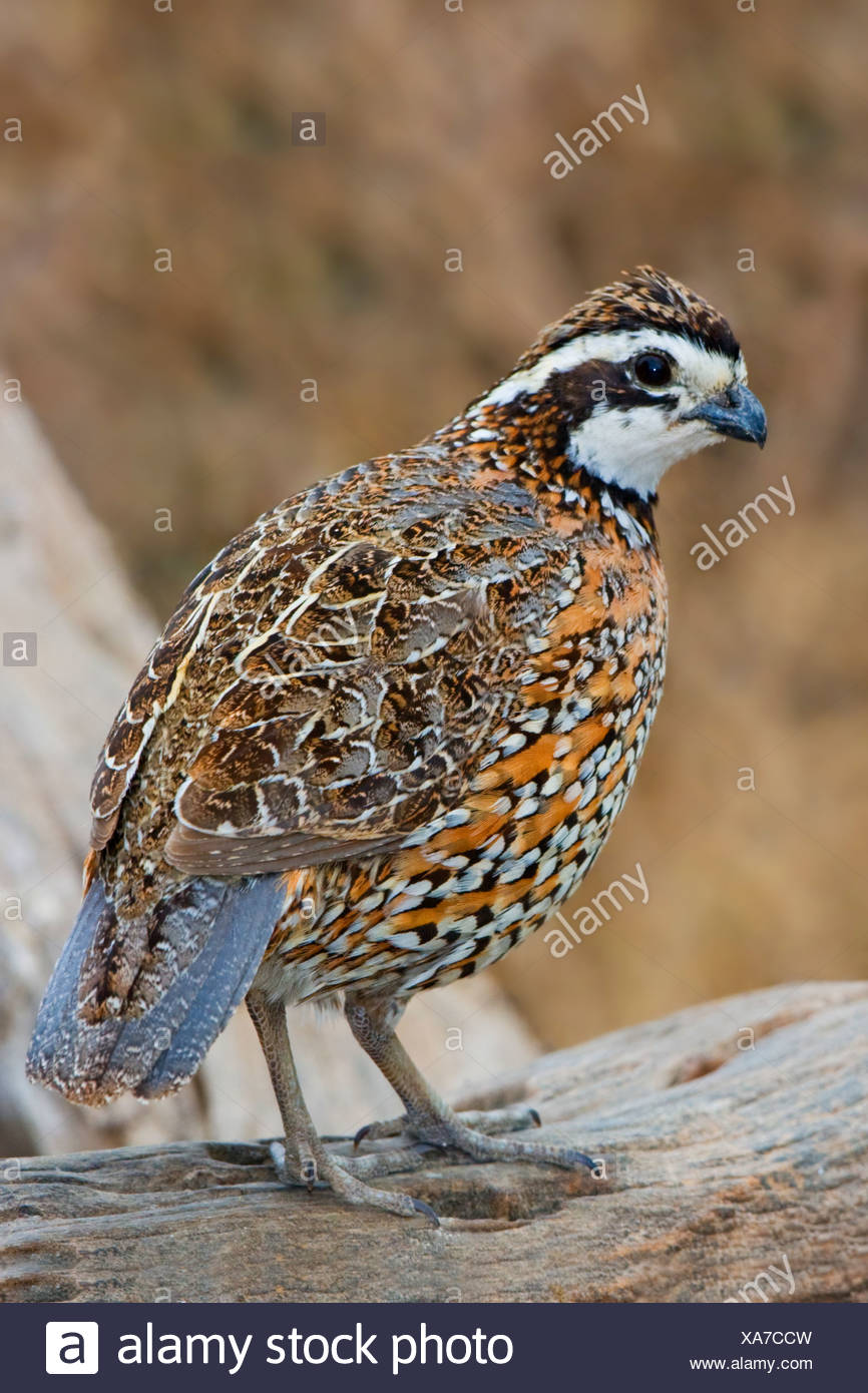 Northern Bobwhite Colinus Virginianus Banque d'image et photos - Alamy