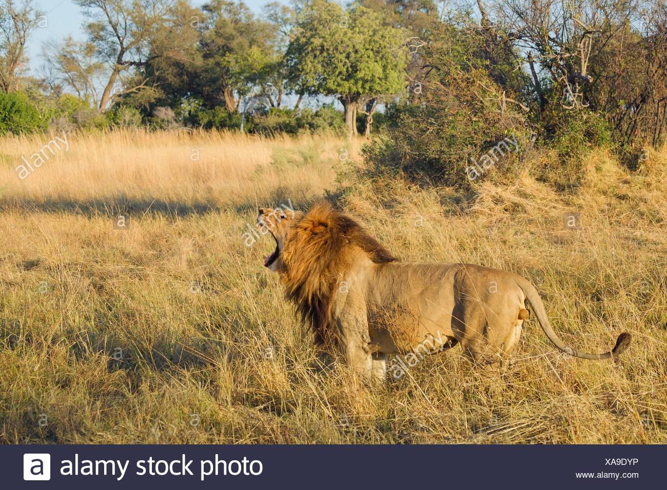 Lion D'afrique Banque d'image et photos - Alamy