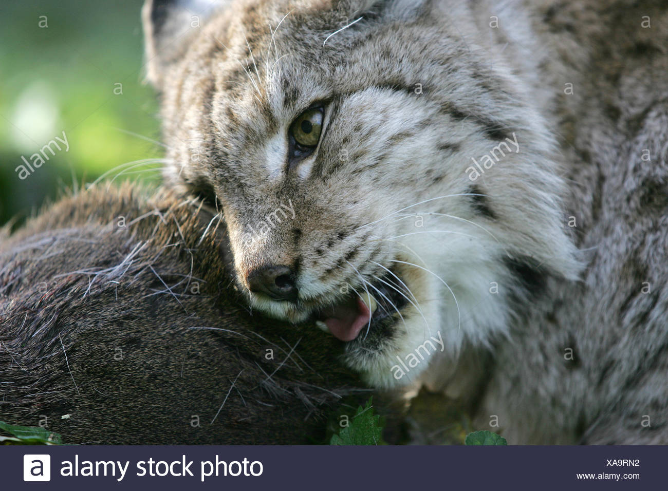 Lynx Kill Banque d'image et photos - Alamy