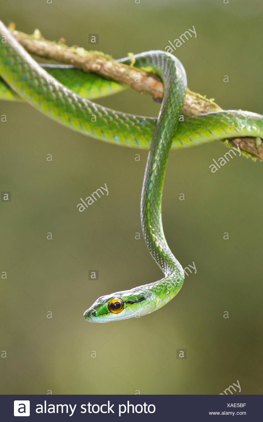 Espèce De Serpent Banque d'image et photos - Alamy