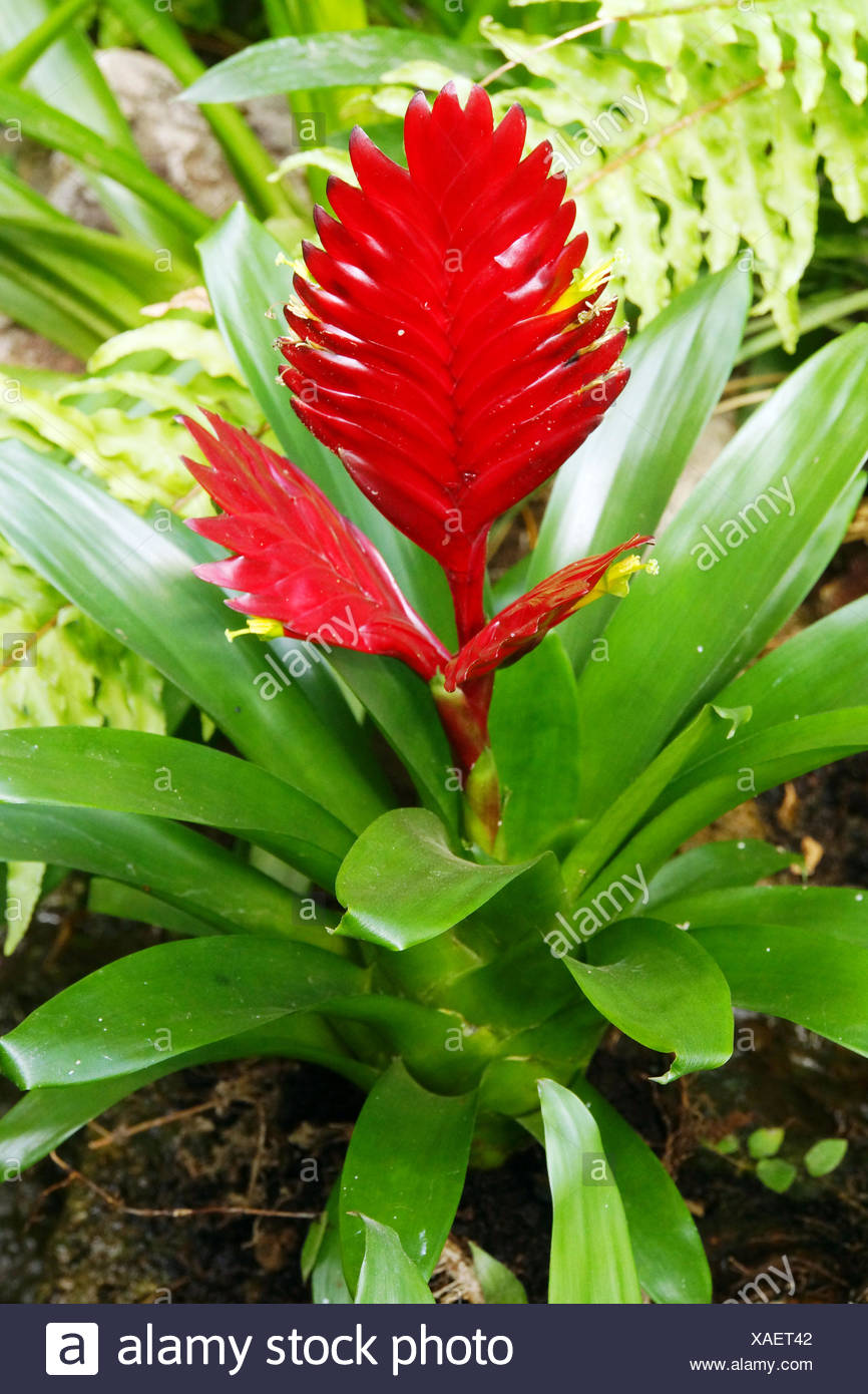 Vriesea Vriesea Carinata Banque d'image et photos - Alamy