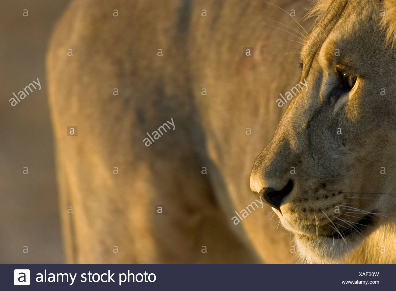 Corps De Lions Banque d'image et photos - Alamy