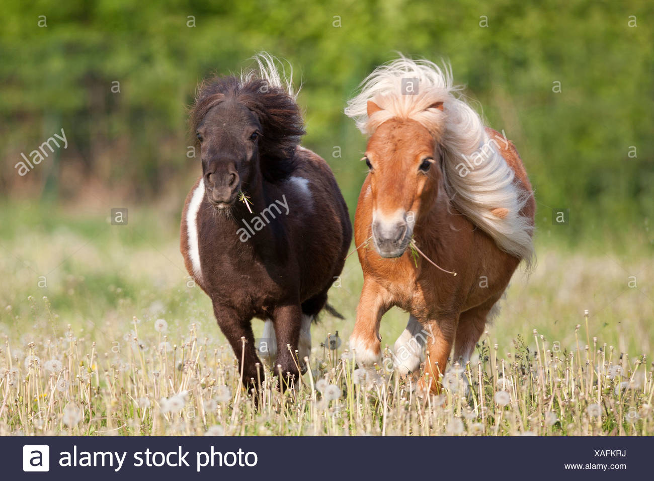 Cheval Falabella Banque d'image et photos - Alamy