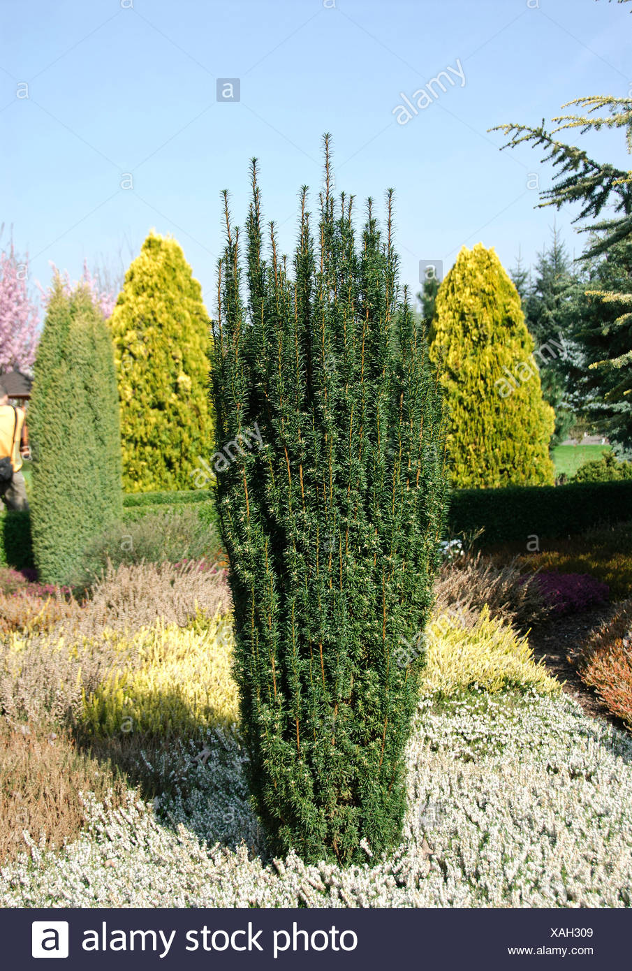 Cultivar Fastigiata Robusta Banque d'image et photos - Alamy
